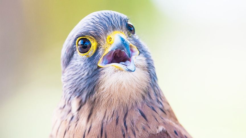 PS2019新功能,抠图特别快?不一定!什么图好扣,设计师告你!