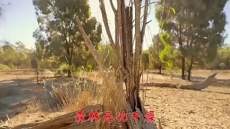 森林大火小动物们是如何逃生的