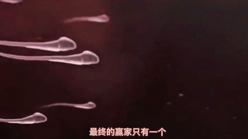 科普 生命的诞生,全程热血惊险,这个动画建议一定要看完!