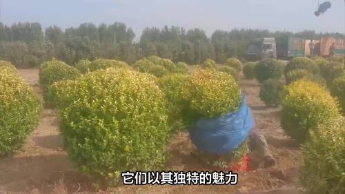 金叶女贞球苗木基地直发,规格齐全!