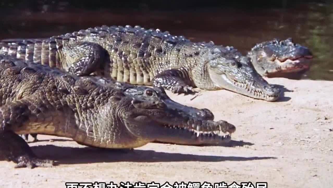 男人执行任务竟遭到无情追杀 内容启发搜索