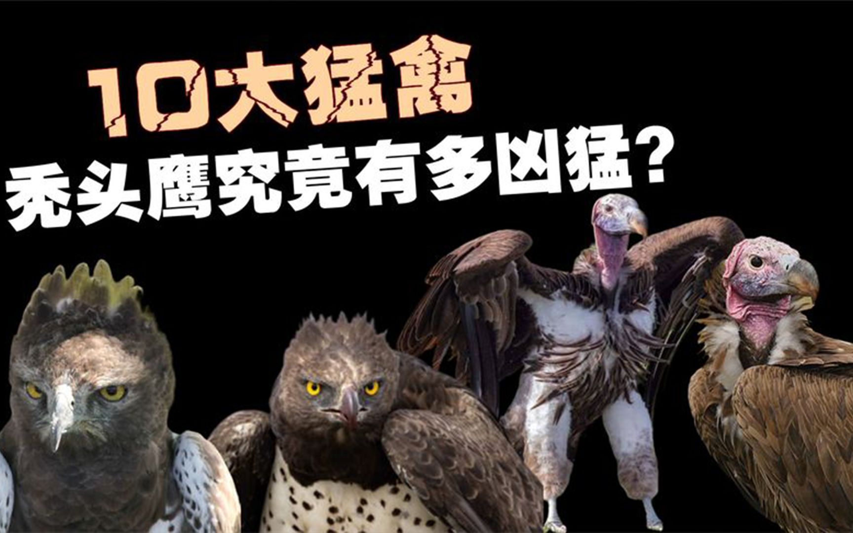 世界上最凶猛的8种鸟,“杀人鸟”仅位列第四,第一名是猛禽之王