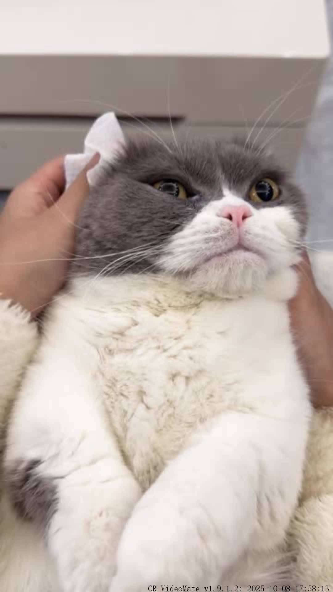 沉浸式护理,主打一个解压! #记录猫咪日常 (1)