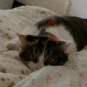 喜欢猫的何 