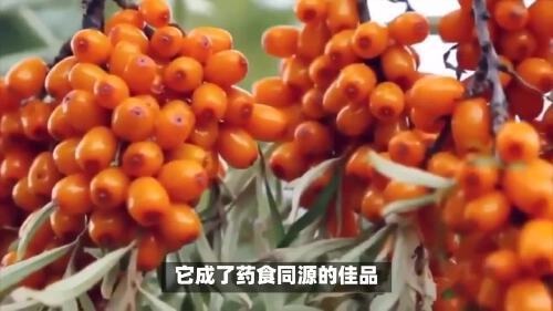 沙棘原浆十大神奇功效曝光!这样喝才有效,三大禁忌千万别碰