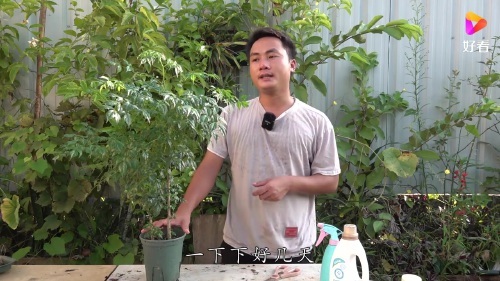 一到下雨天,幸福树养法要"临时"改变,一定不吃亏