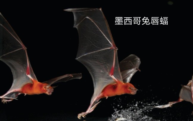【科普】【蝙蝠档案】墨西哥兔唇蝠:捕鱼达人的日常