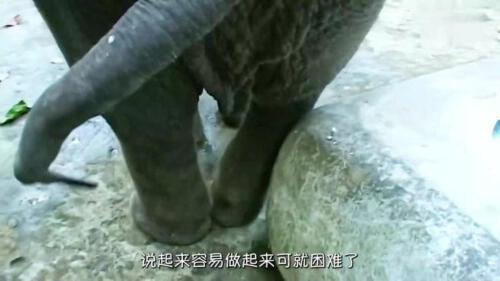 大象像人类一样,坐在座便器上优雅地排便,太神奇了
