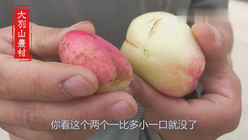 小伙上树摘桃子,这桃子上没毛,这是叫啥品种的桃子勒?