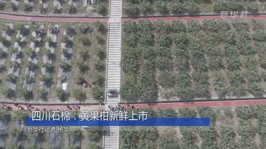 四川石棉:黄果柑新鲜上市