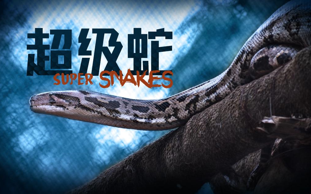 【纪录片】超级蛇蟒(2016)超清1080p 英语中字 带你了解各种各样的蛇