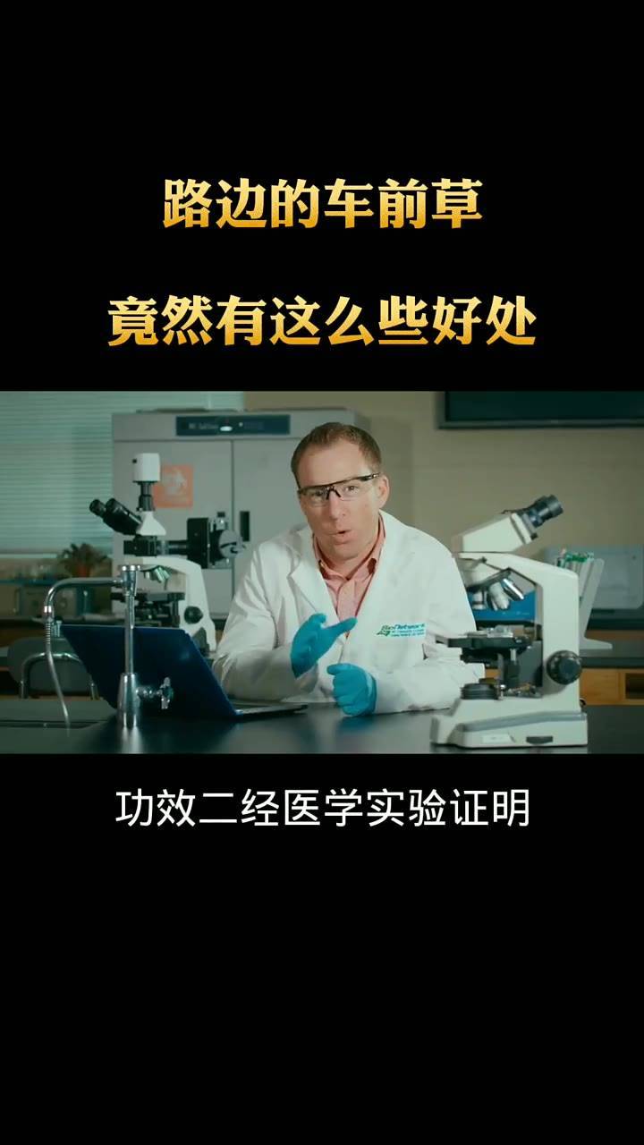 路边奇迹!车前草的不传之秘:解锁自然养生的N种神奇功效