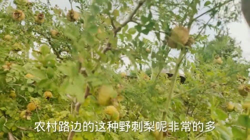 维C之王刺梨,晒干后城里人当作宝,泡茶泡酒营养丰富功效多