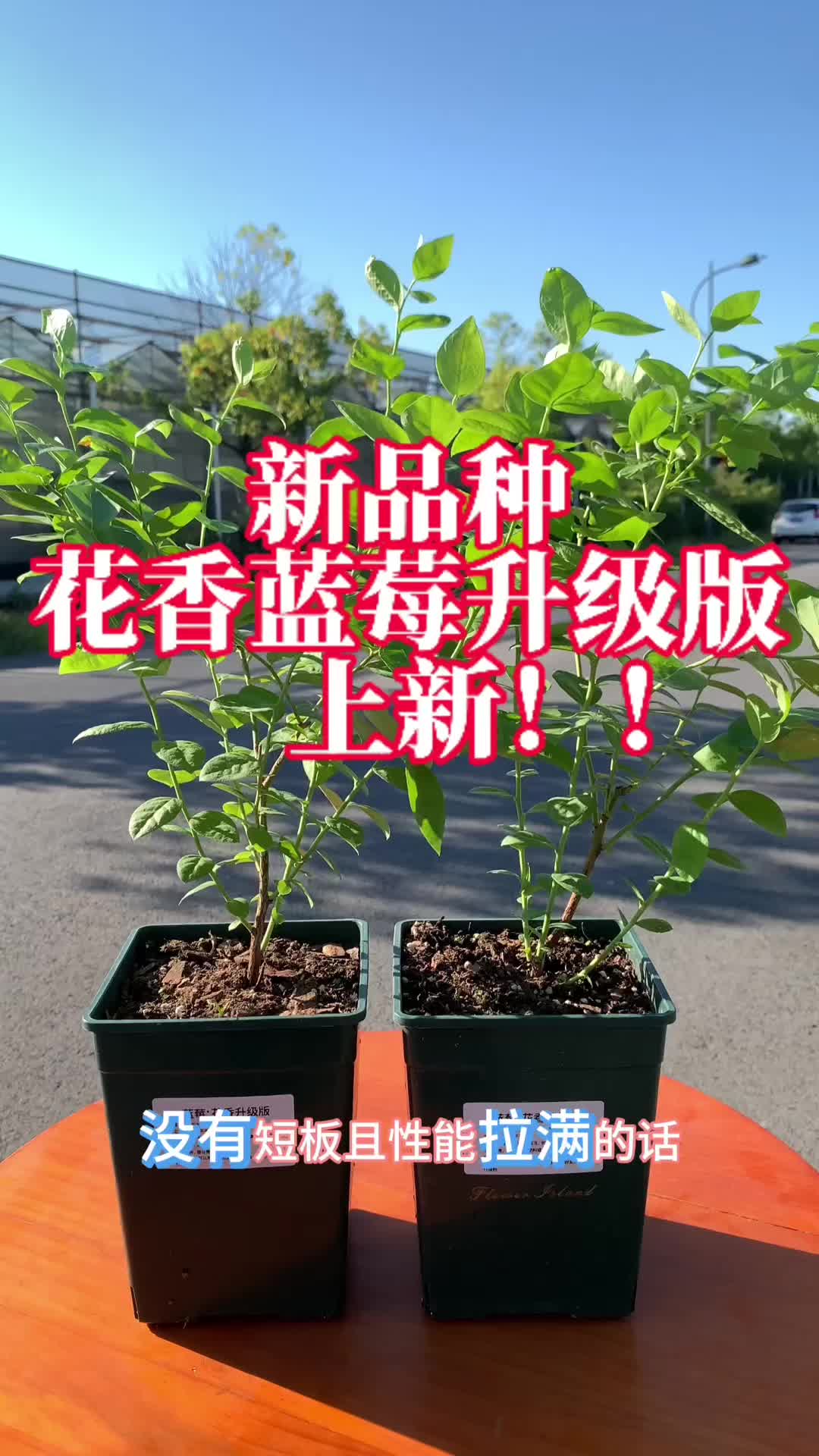 新手狂喜!这蓝莓比“天花板”还好养! 之前总怕种不好蓝莓?这次直接...