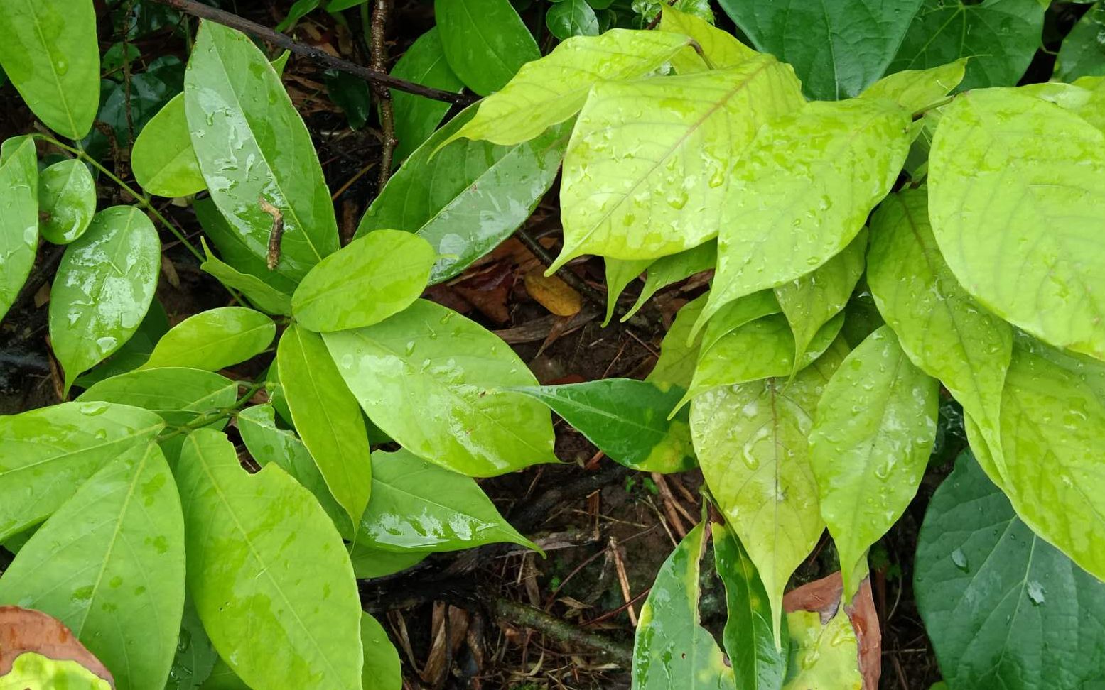 (鱼藤)对鱼是有毒的植物,鱼藤它是纯天然的杀虫剂,也被来醉鱼