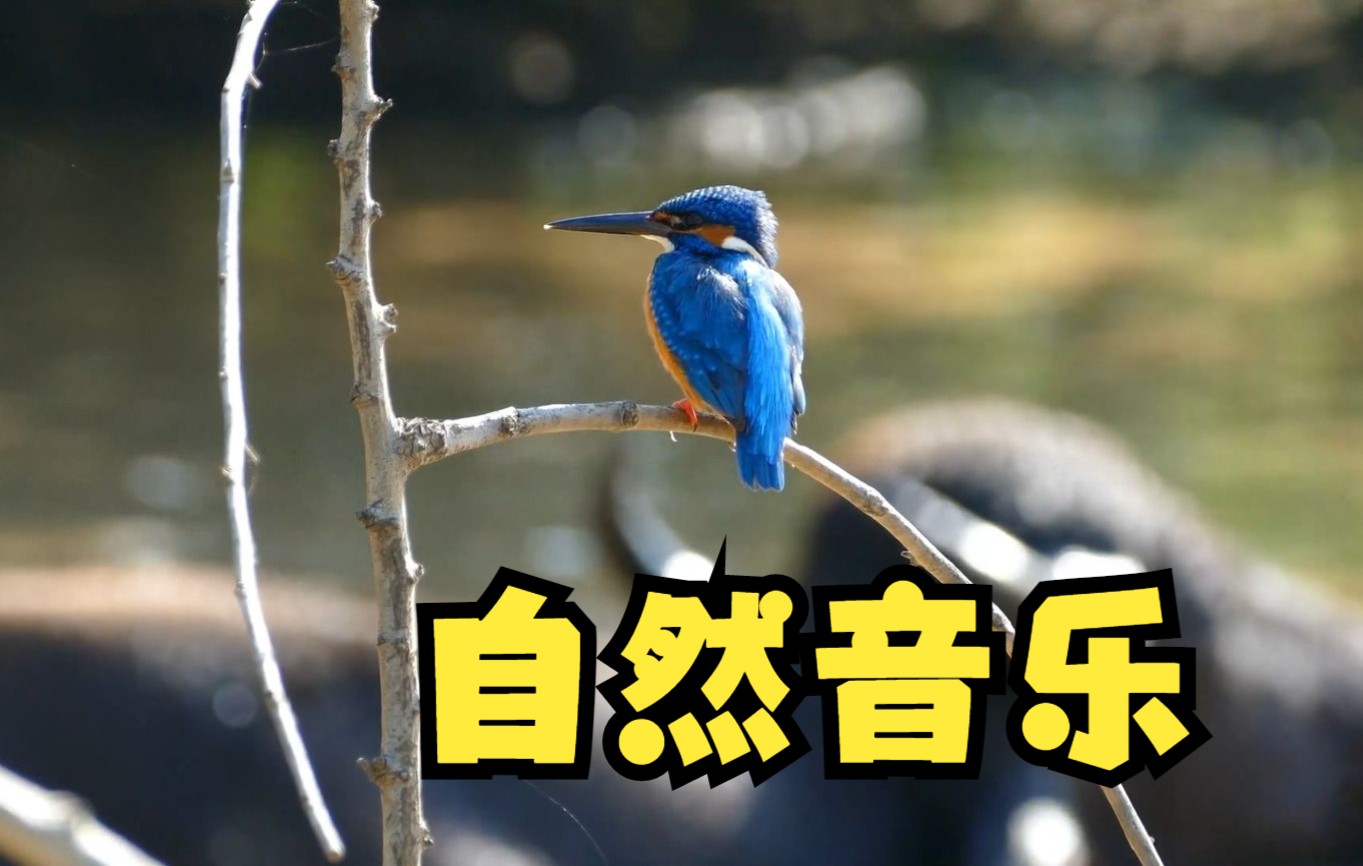 【纯音乐 大自然音乐】非常美妙的旋律,倾听大自然最原始的声音