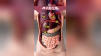 姚主任:带大家来了解人体内脏位置结构图