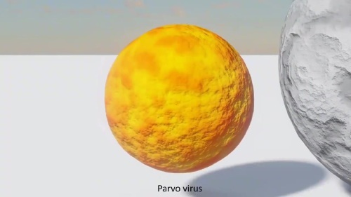 探讨不同病毒的体积与威胁程度,冠状病毒的排名究竟如何?