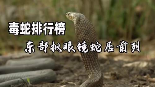 毒蛇排行榜:东部拟眼镜蛇居前列