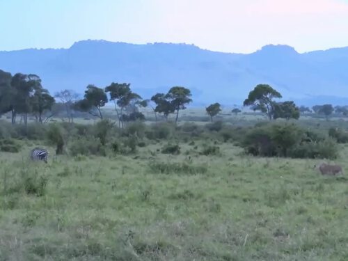 母狮单独狩猎斑马上去就是一个抱摔太帅了!