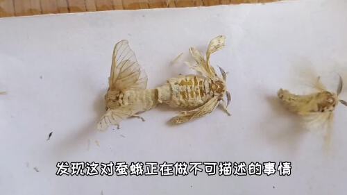 大千世界好神奇,小伙实拍蚕宝宝吐丝成茧到产卵全过程,太可爱了