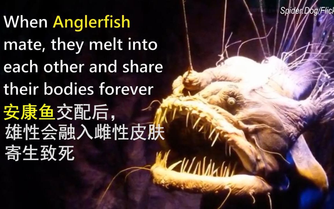 辣眼,八大交配方式逆天的动物!