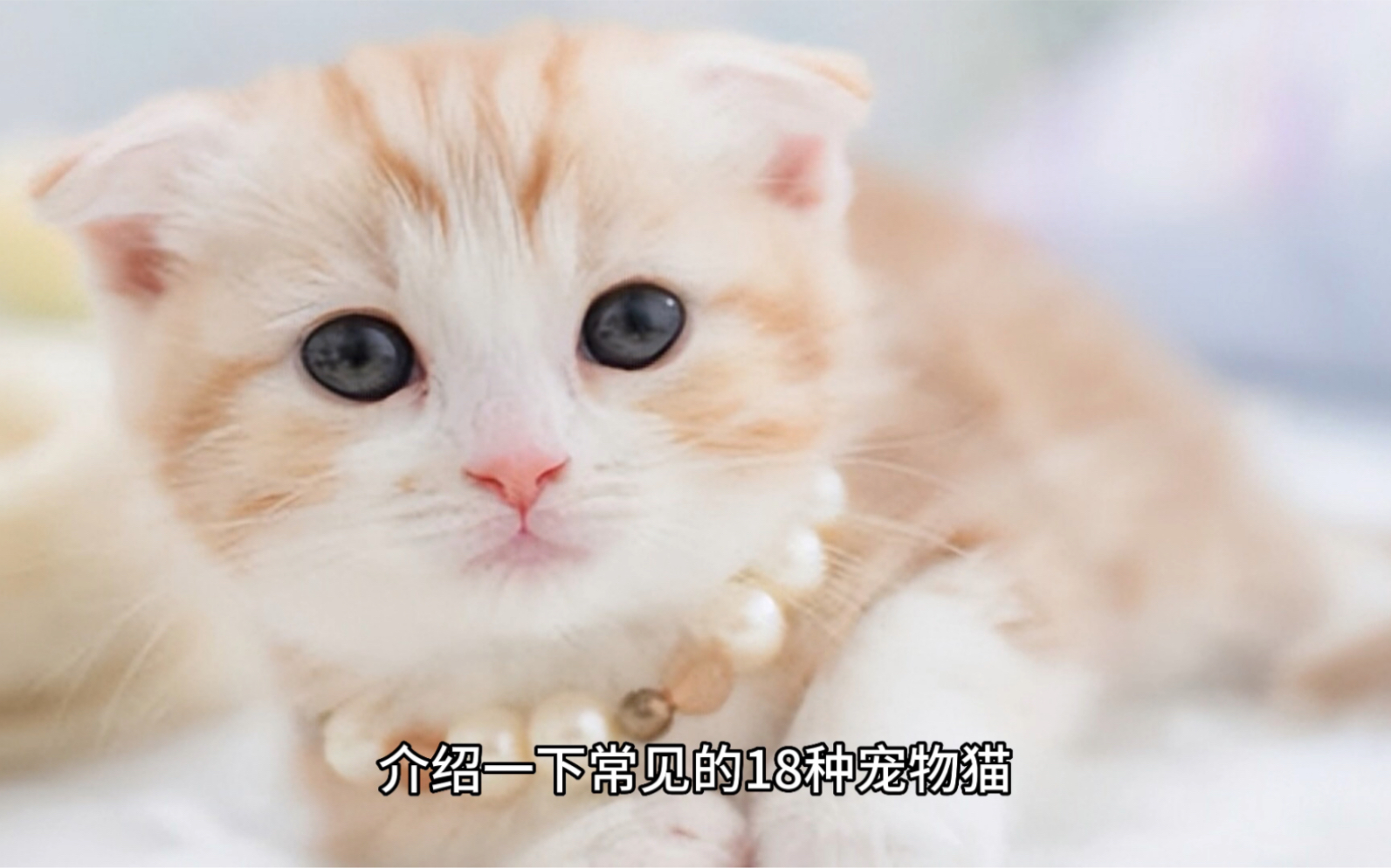 18种宠物猫的寿命价格排行