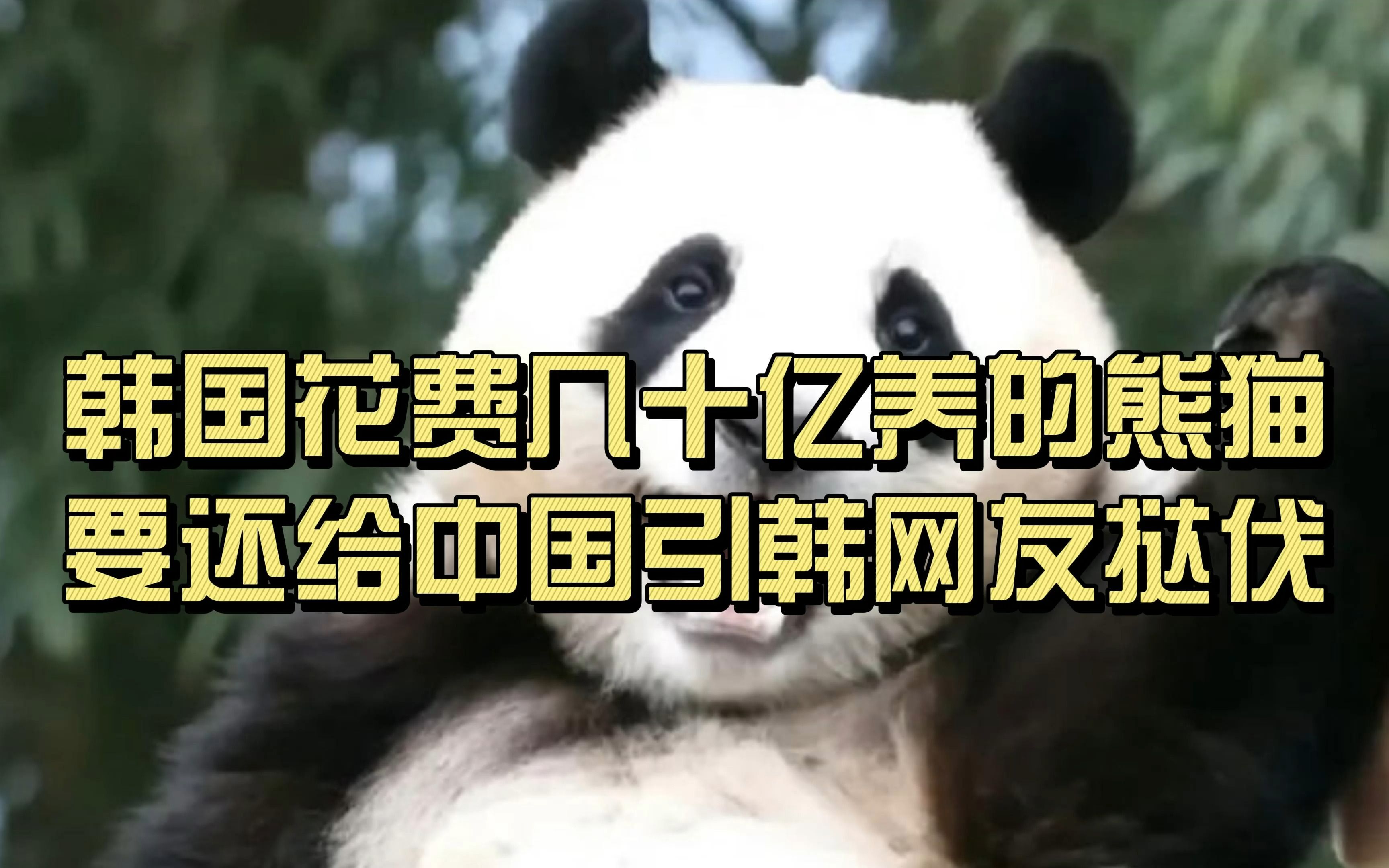 韩国网友:熊猫福宝是在韩国出生的传统动物,干嘛要还给中国