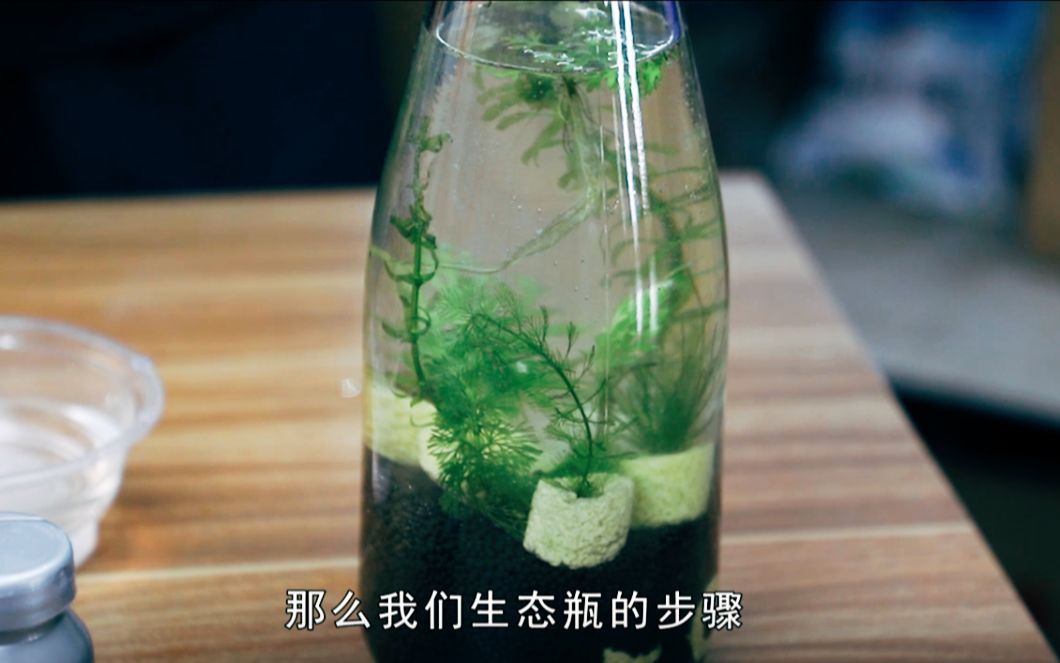 自制微型生态瓶养小鱼,摆哪儿都漂亮,美翻了!