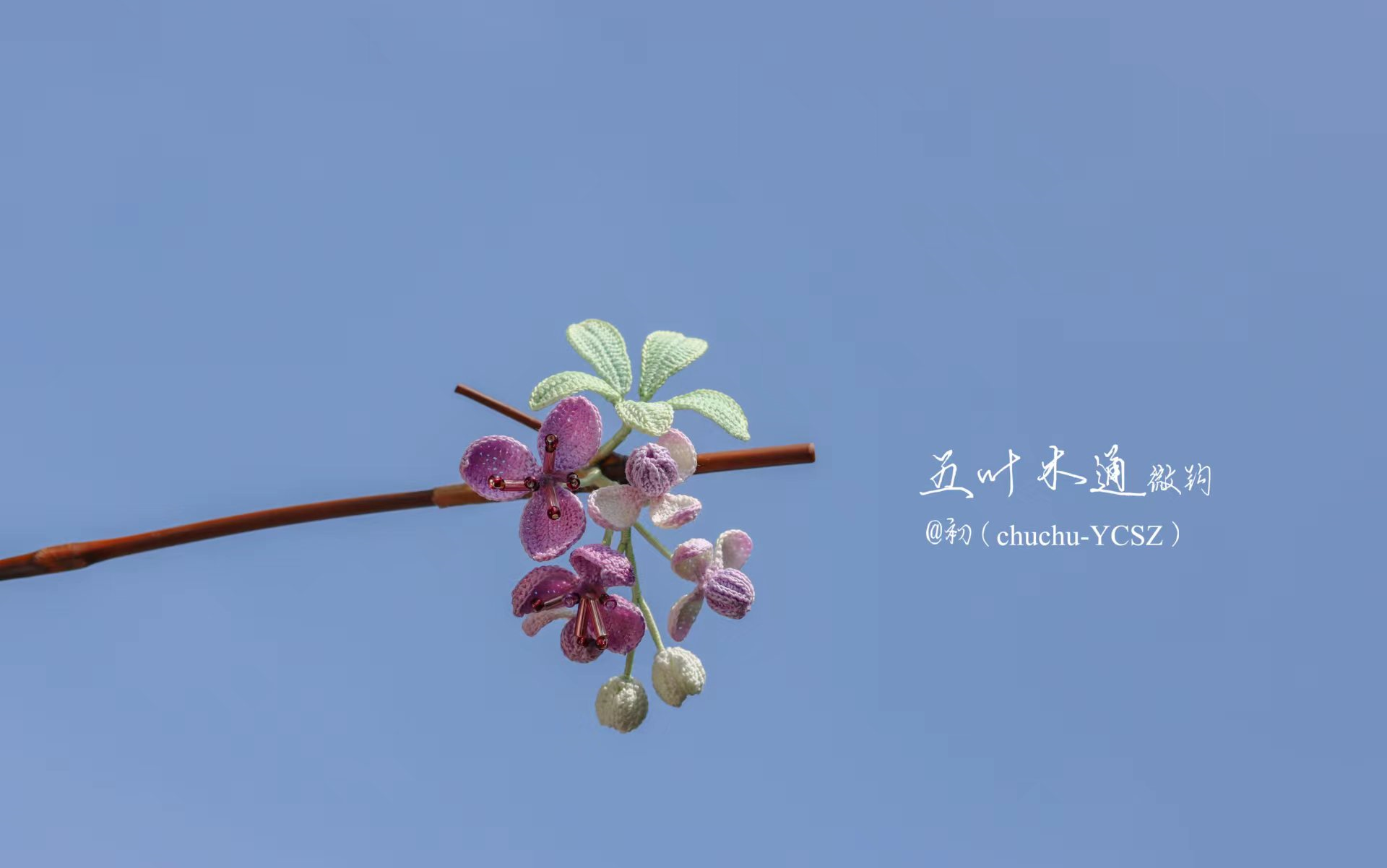 [原创微钩教程]五叶木通