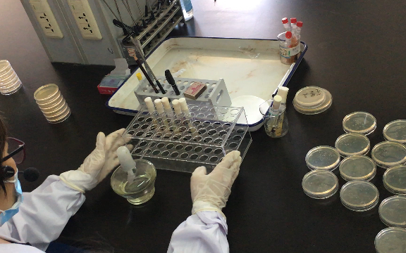 微生物实验-平板划线法