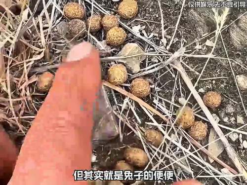 揭秘中药名背后的玄机!这些唯美名字竟藏惊天秘密?