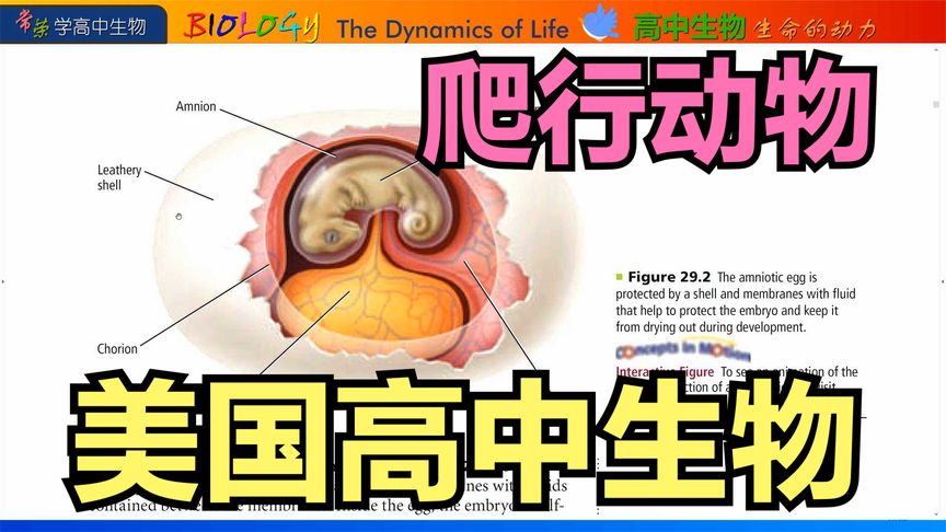第29章 爬行动物 常荣学美国高中生物课 Biology
