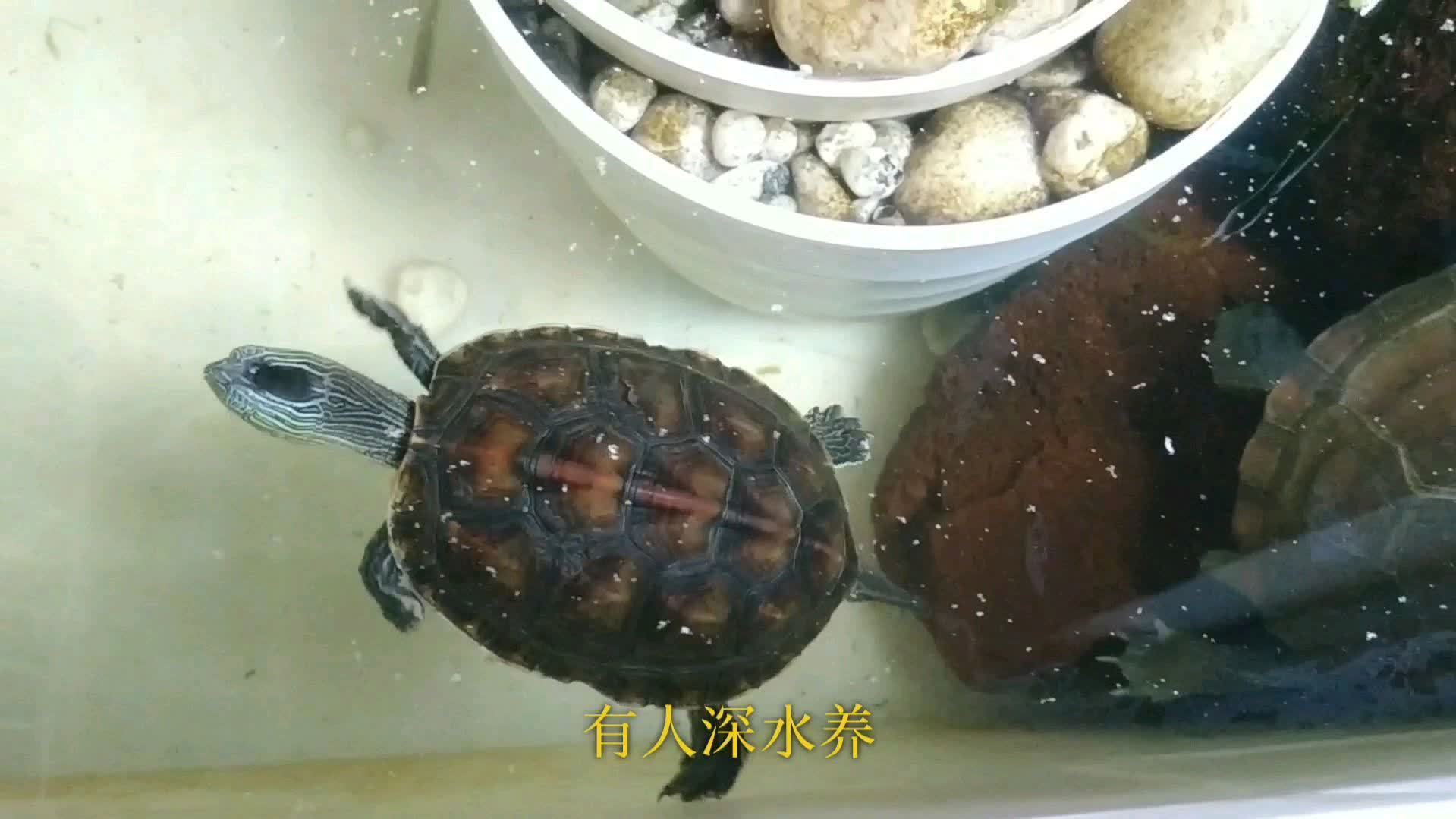 养乌龟用多深的水为好?乌龟缸里水深多少才算合适