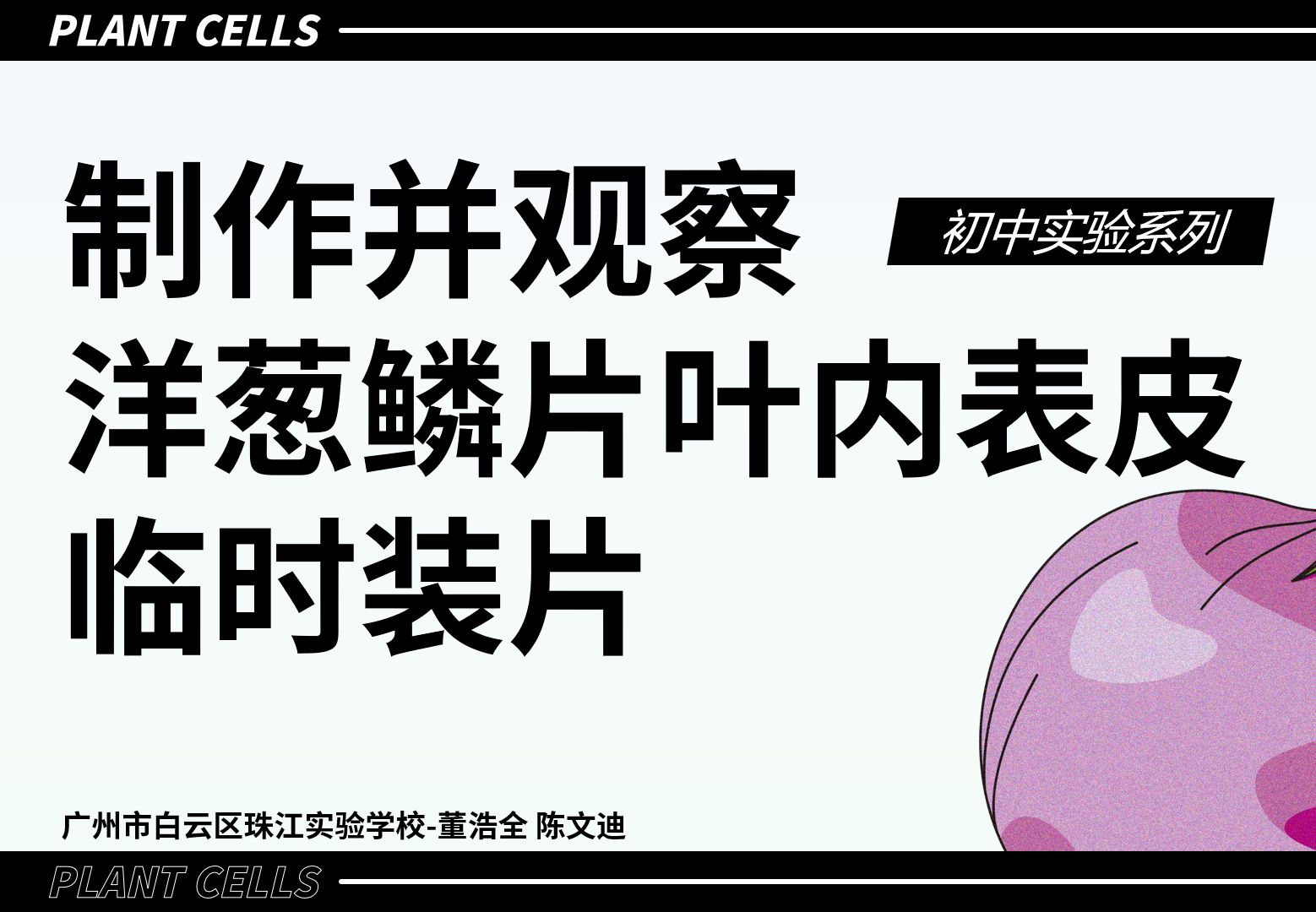 初中实验系列:制作并观察洋葱鳞片叶内表皮细胞临时装片