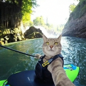 吃火锅的大猫 