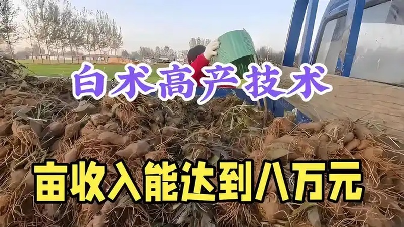 白术高产技术,亩收入能高达8万元,种白术的一定要收藏起来
