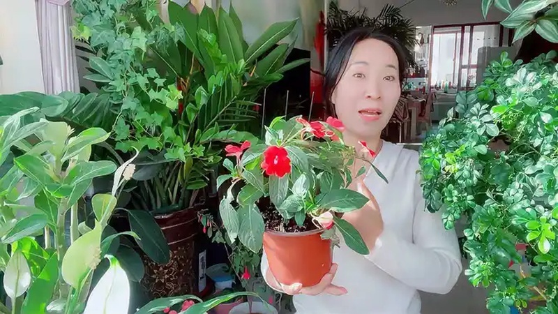 凤仙花十月这样养护,花开不断,生长旺盛!