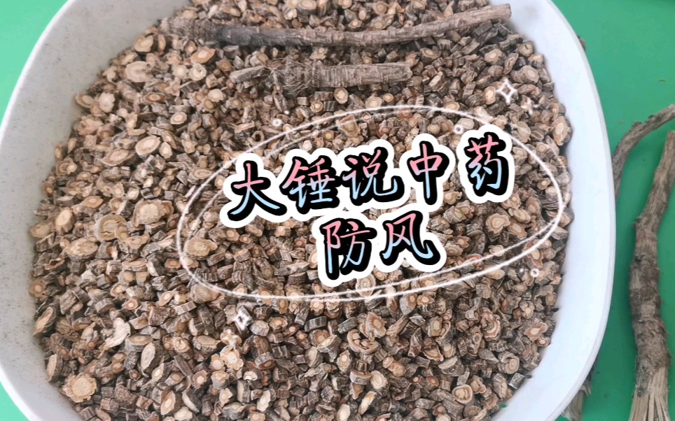 野生防风怎么区分,你学会了吗?大锤说中药—防风