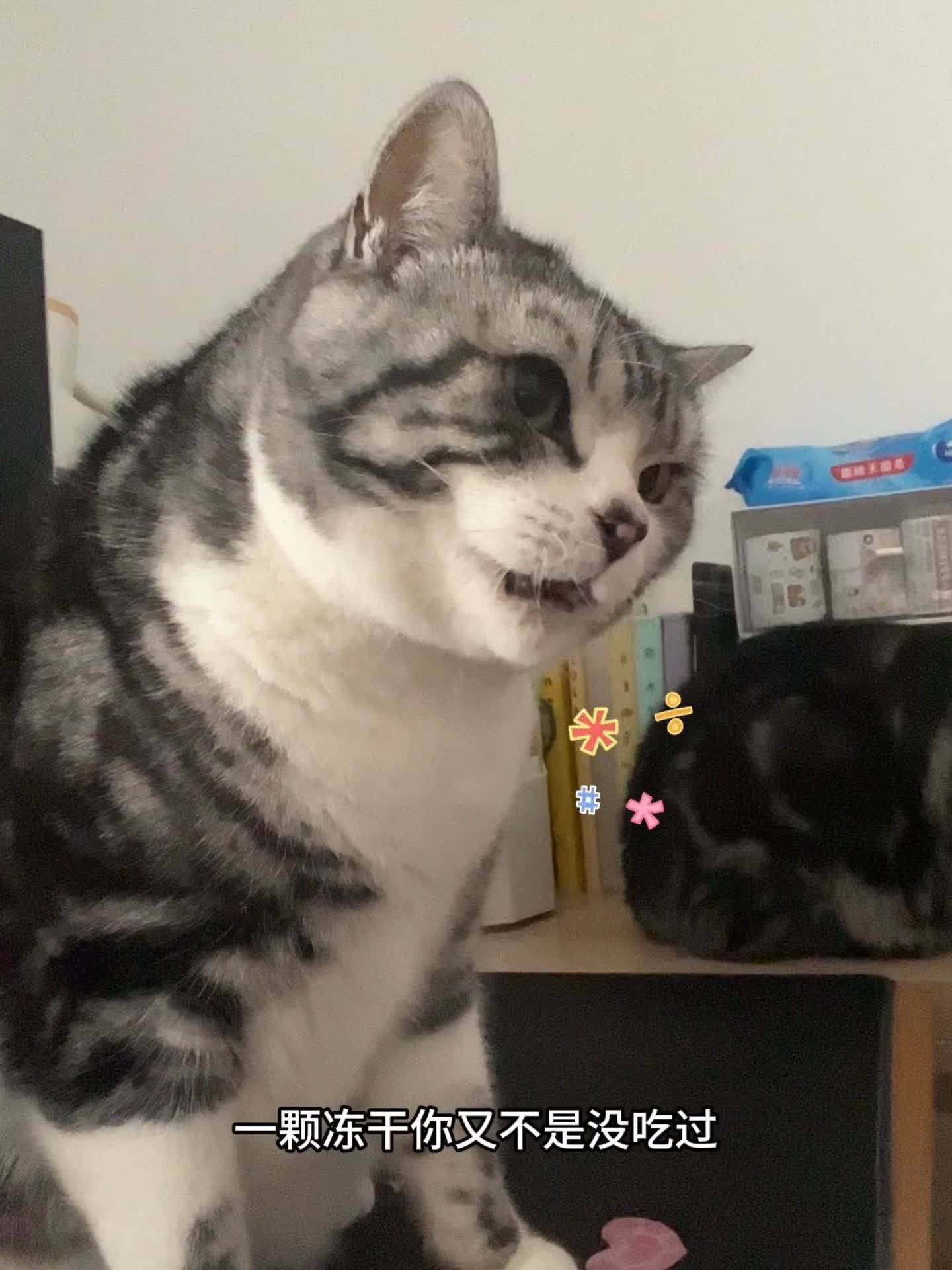 现在猫都学会讨价还价了