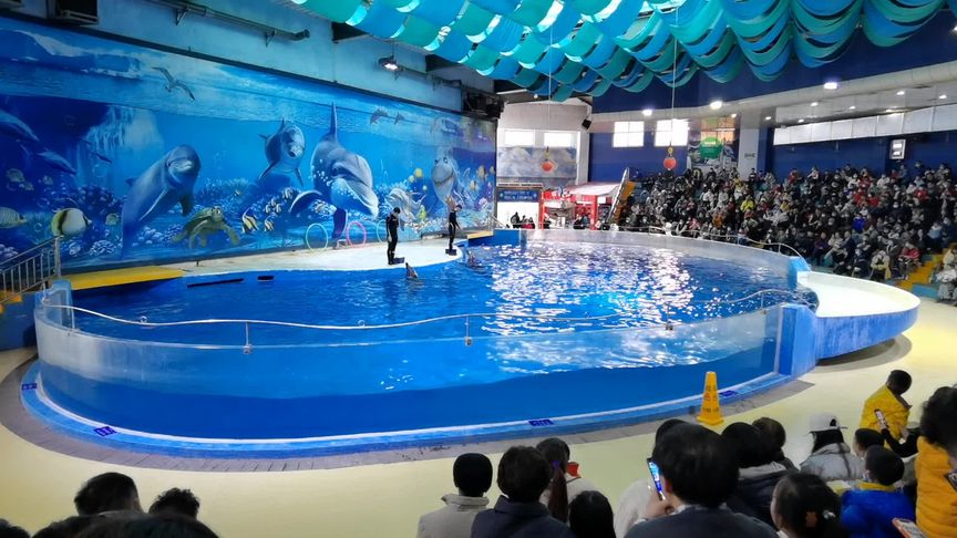 #海豚 #海洋世界 第一次看