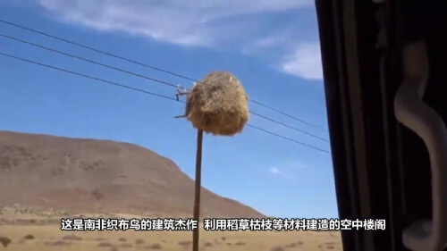 这种鸟曾是自由飞翔的王者,如今却在城市中筑巢,令人唏嘘!