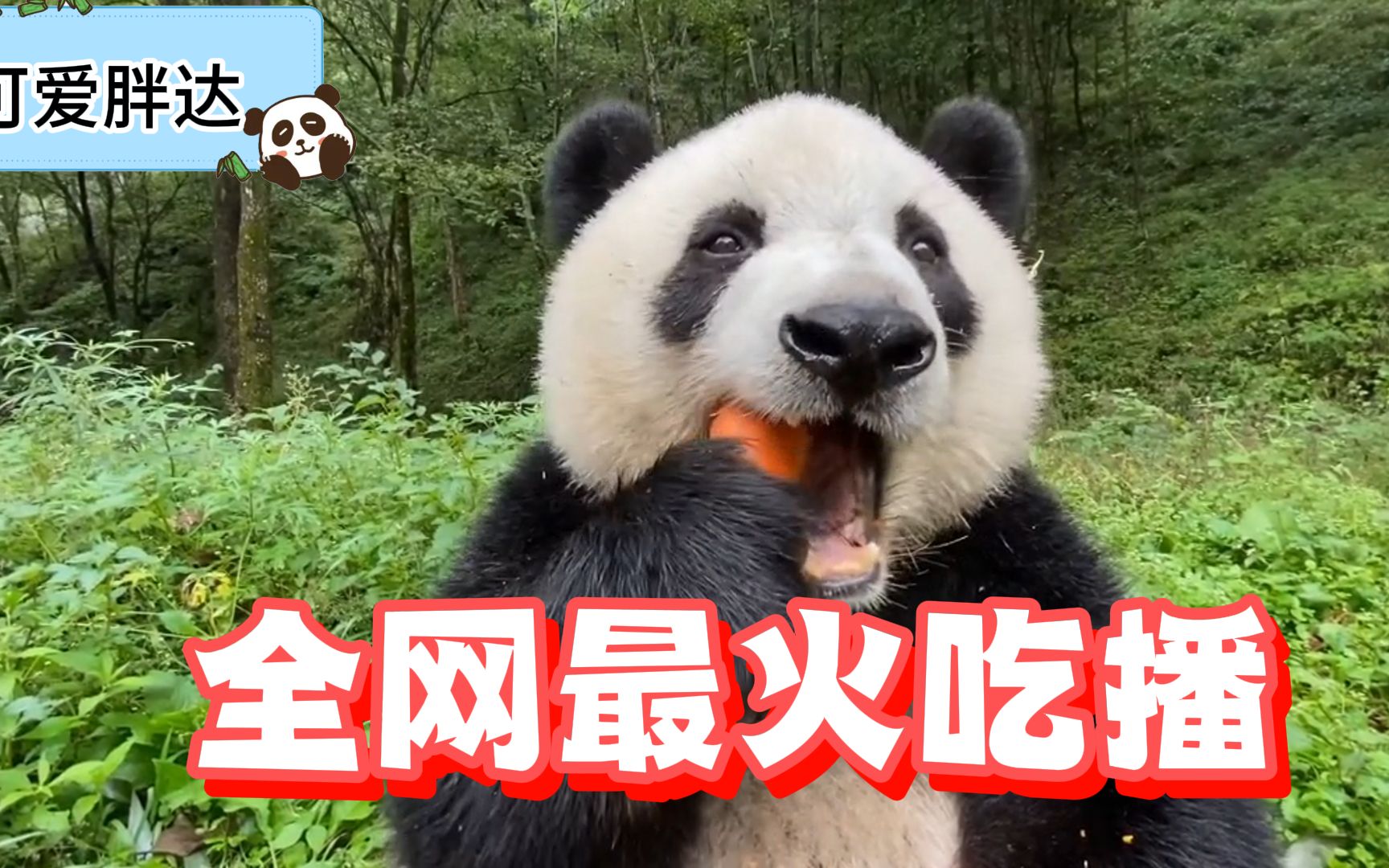 吃饭没胃口?那就看大熊猫小馨的视频,保证让你想生啃南瓜!