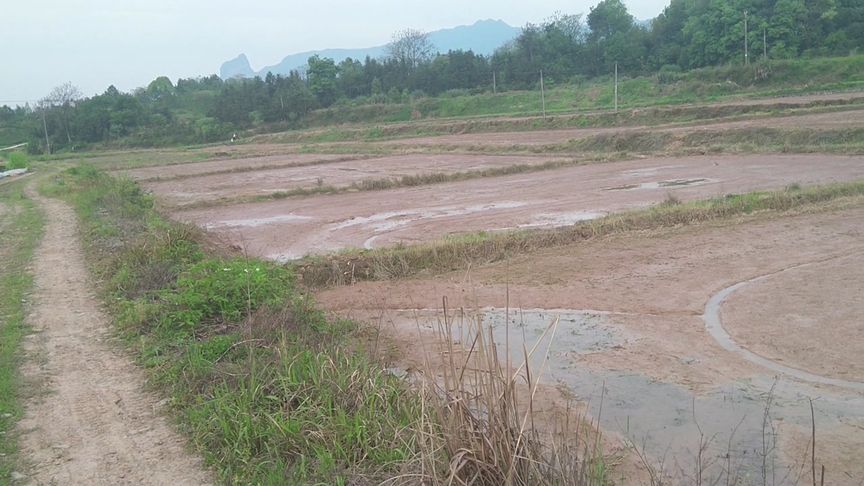 智明农场:水稻生长你不知道的那些事,你吃的大米从哪来?