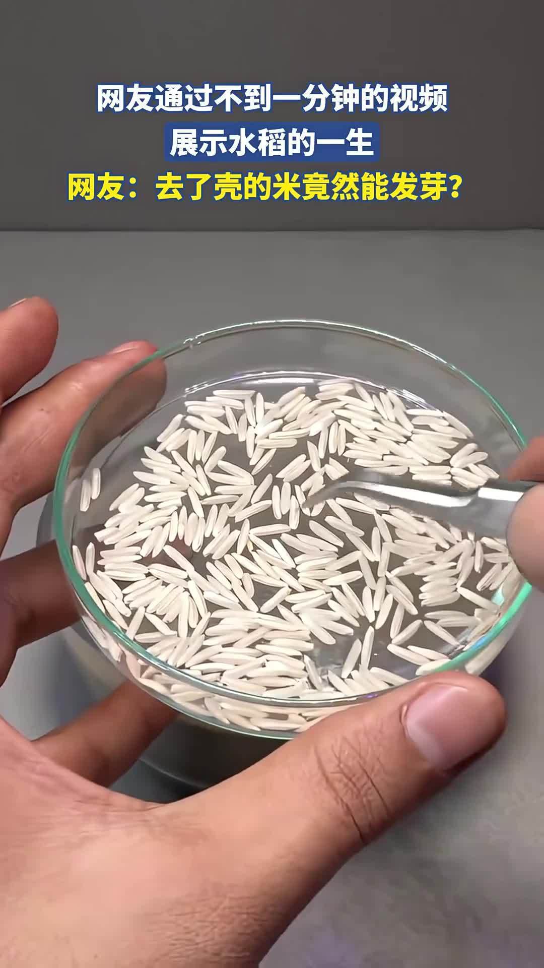 网友一分钟视频展示水稻一生