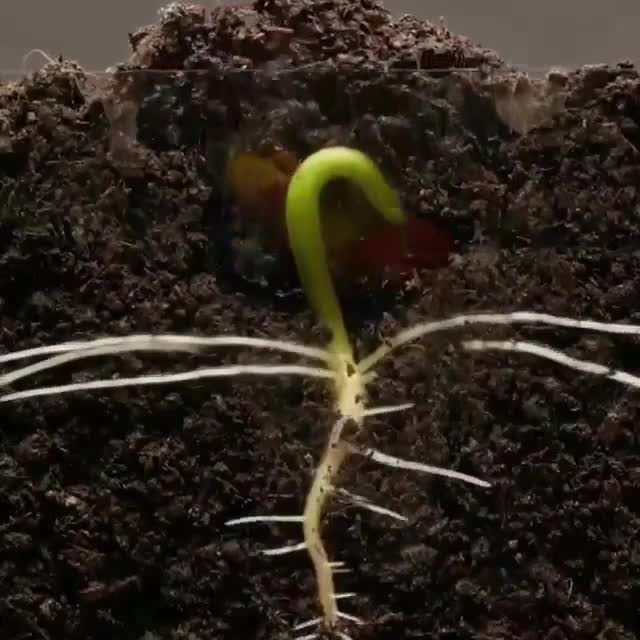 植物的生长过程 好神奇#萌宠时刻#