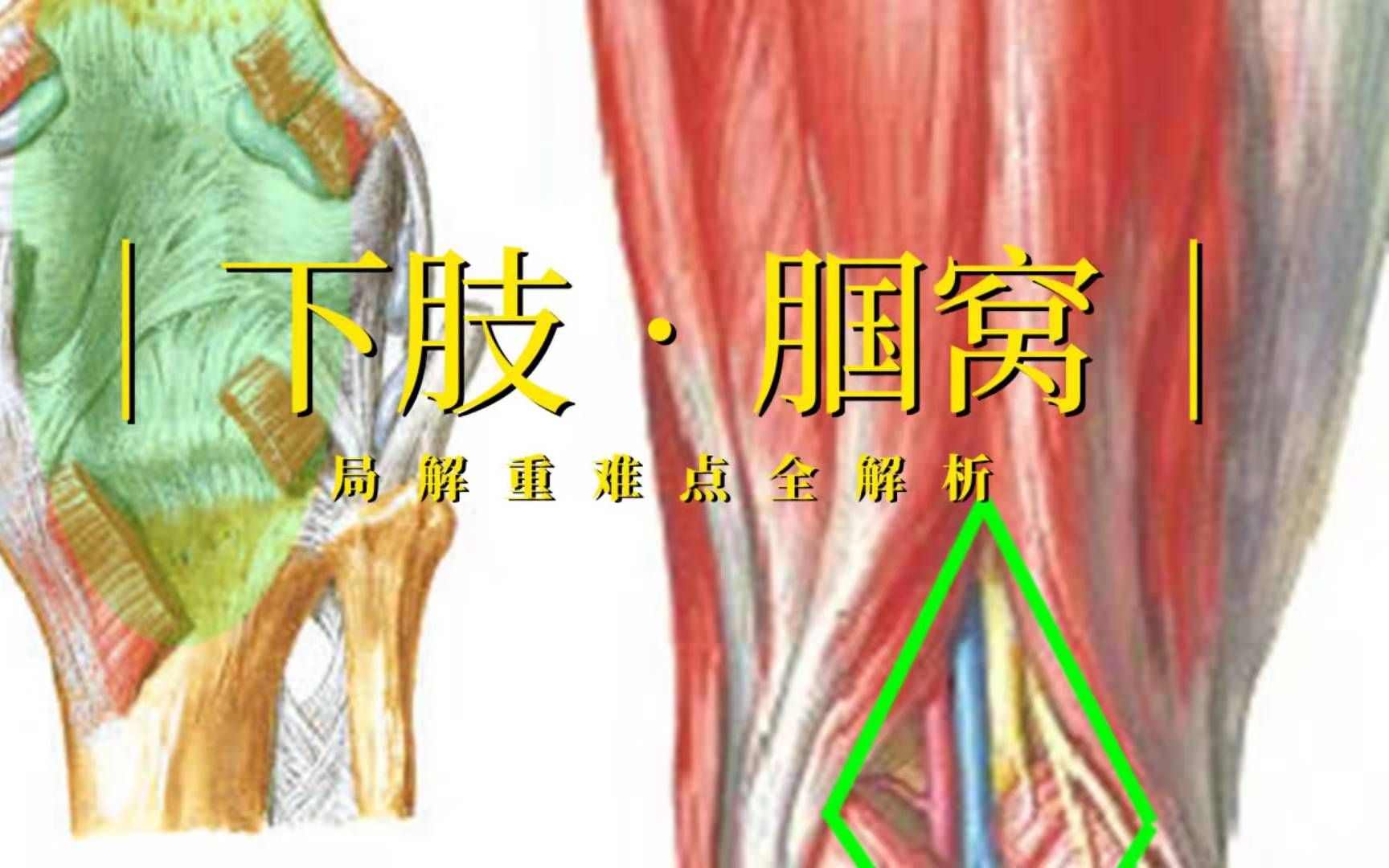 【局部解剖学】下肢之“腘窝”解析