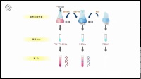 证明DNA半保留复制的实验证据