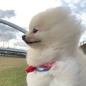 画利有话说 