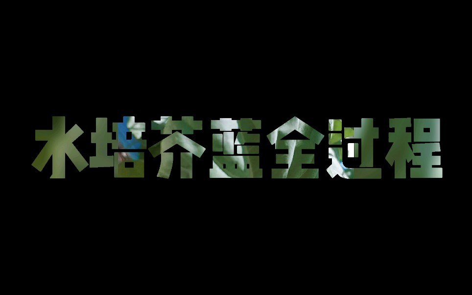 『我在阳台种蔬菜』水培芥蓝全过程|无土栽培蔬菜